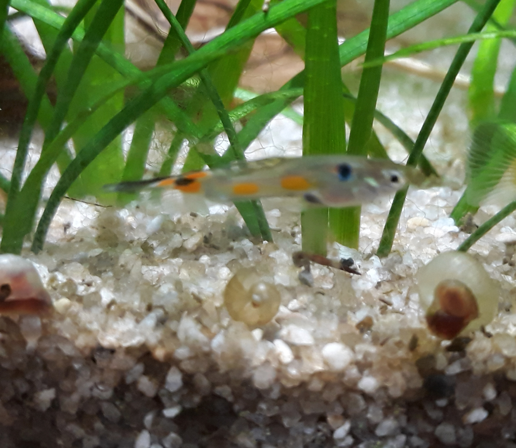 Guppy breeding project – Urban Hafner