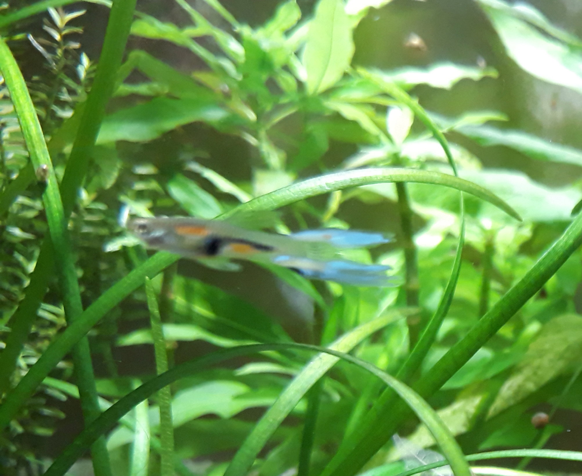 Guppy breeding project – Urban Hafner