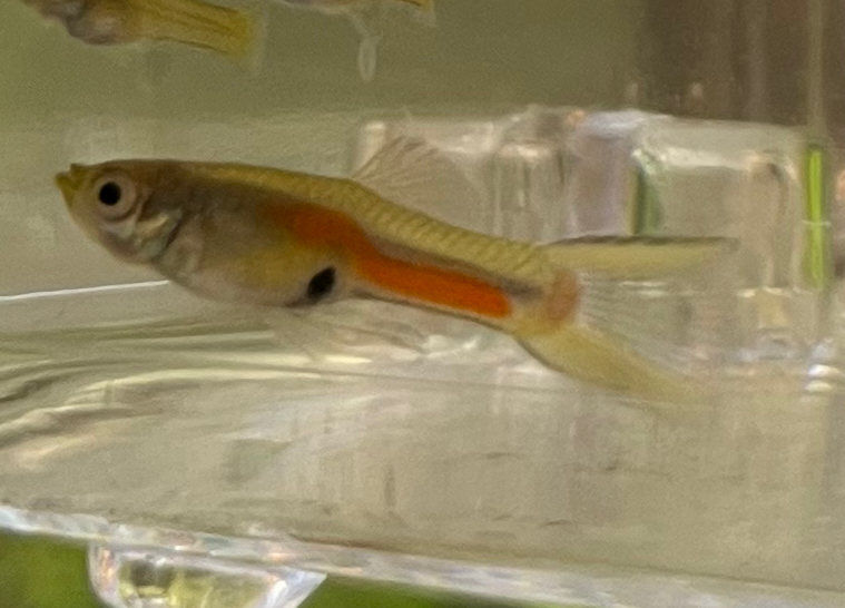 Guppy breeding project – Urban Hafner